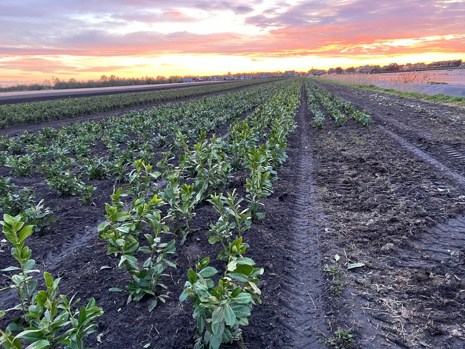 Haagplanten kopen bij JV Garden Plants uit Dedemsvaart